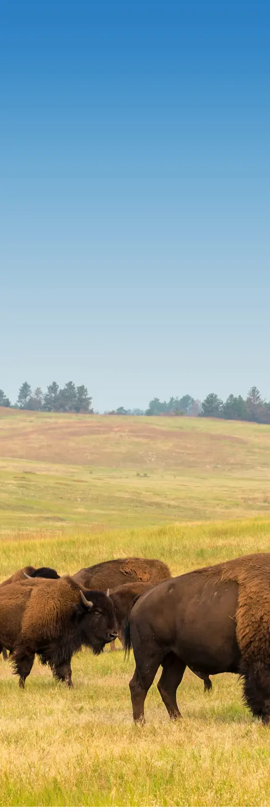 Culture & Traditions | Algonquins of Pikwakanagan First Nation