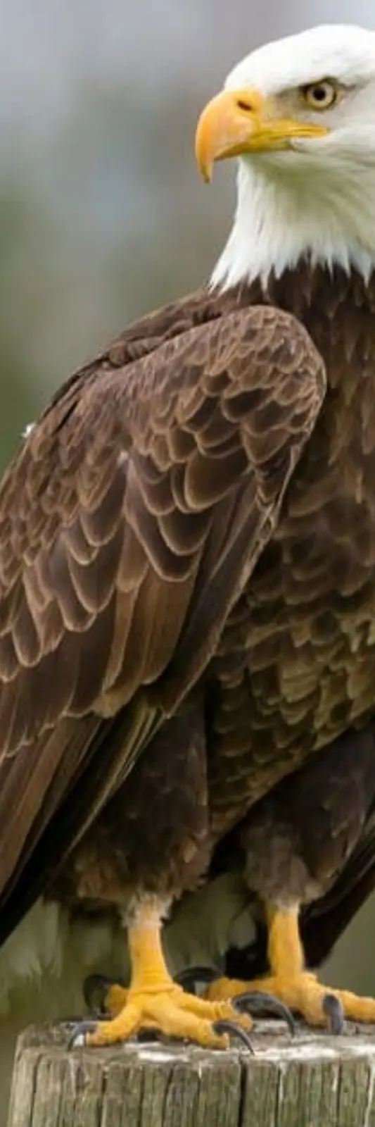 Culture & Traditions | Algonquins of Pikwakanagan First Nation